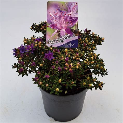 Rhododendron Impeditum Arctic Blue — Plant Wholesale Floraccess