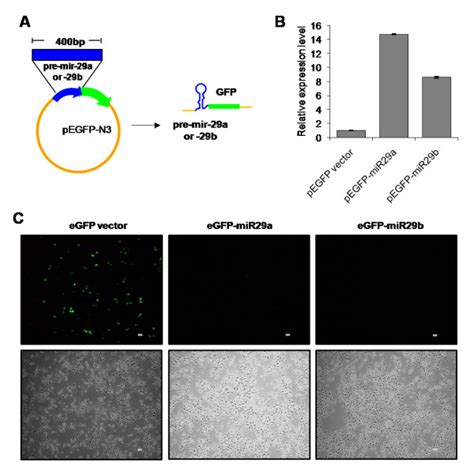 Pegfp Mirna Construct Expressing Hsa Mir 29a And 29b A Diagrammatic