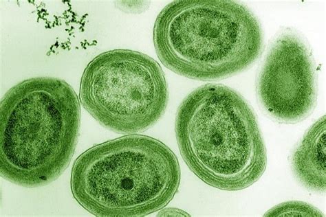 Prochlorococcus Ancestors Rafted Out To Sea On Chitin Particles The Microbiologist