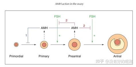 评估卵子数量的 金标准”——amh 知乎