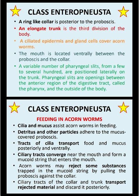 Solution Introduction To Hemichordates Class Enteropneusta Biology