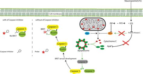 Acs Pharmacology And Translational Science Acs Publications