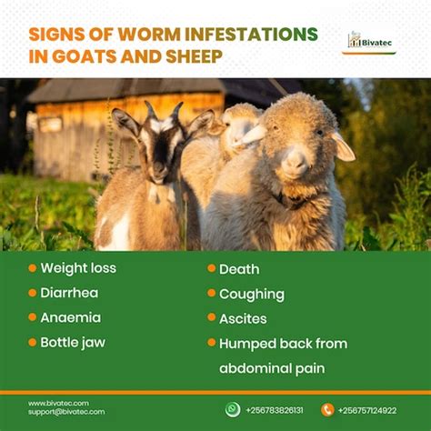 Worms In Goats And Sheep Diagnosis Treatment And Prevention Strategies