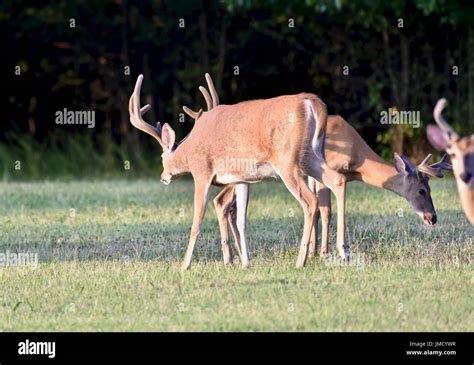 White Tailed Buck Deer Odocoileus Virginianus Stock Photo Alamy