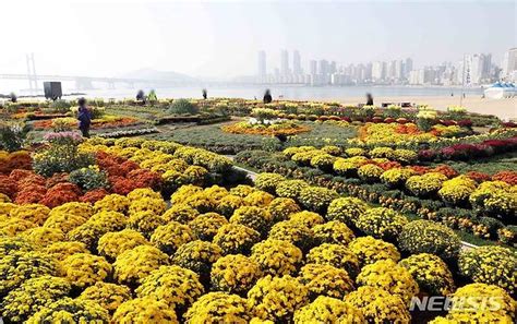 국화향 가득한 붓산 광안리해수욕장