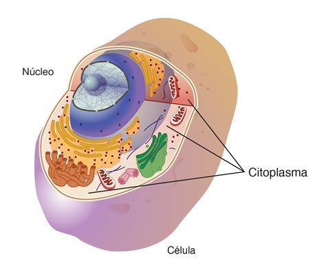Citoplasma Nhgri