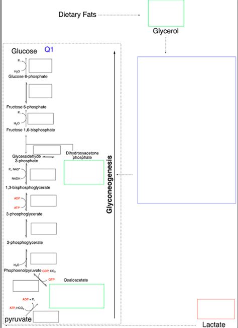 Solved Dietary Fats Glycerol Fructose 6 Phosphate Fructose