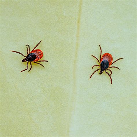 Tick Time Bomb Why Experts Predict High Tick Activity In 2021