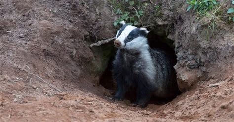 New Badger Cull Licences Risk As Many As 29000 More Lives This Year