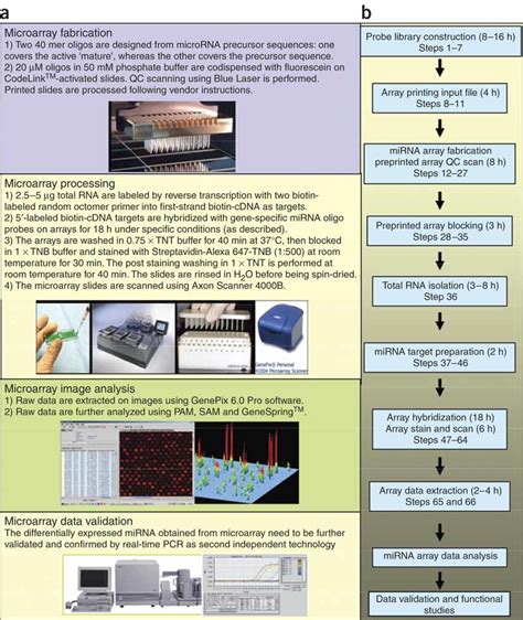 Procedures And Main Steps Of Mirna Expression Profilingthe Methodology