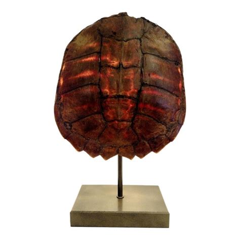 Turtle Shell Table Lamp Chairish
