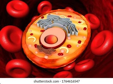 Cell Cross Section Structure Cell Anatomy Stock Illustration 1764616547 Shutterstock