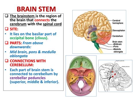 5 Brain Stem External Featureswith Clinical Anatomyppt Ppt