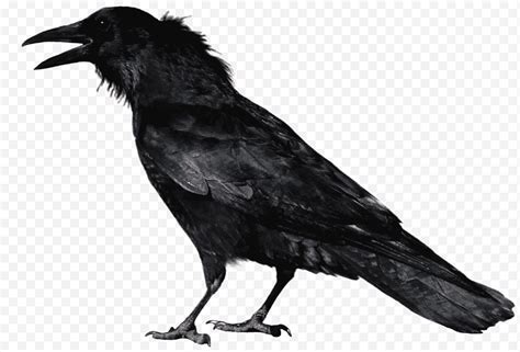 Silueta de familia cuervo común cuervo cuervos familia de cuervos
