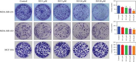 Eo Suppressed Colony Formation Of Human Tnbc Cells The Proliferation