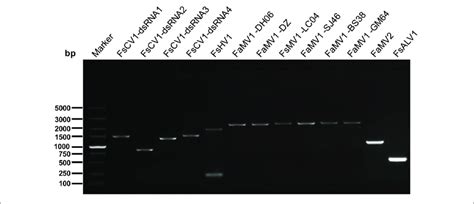 Rt Pcr Confirmation Of Mycovirus Contigs Rt Pcr Confirmation Of De