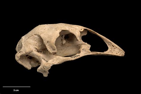Skull Of An Eastern Moa — Science Learning Hub