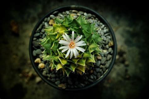 Variegated 선인장의 정물 사진 테이블에 선인장의 냄비 집에서 장식을위한 즙이 많은 냄비 식물 스튜디오에서 촬영 선택적