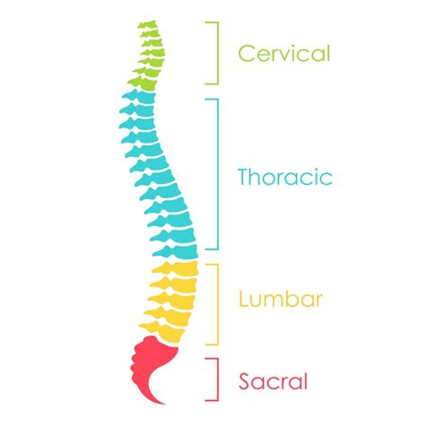 Exploring The Various Types Of Spinal Stenosis Understanding Symptoms