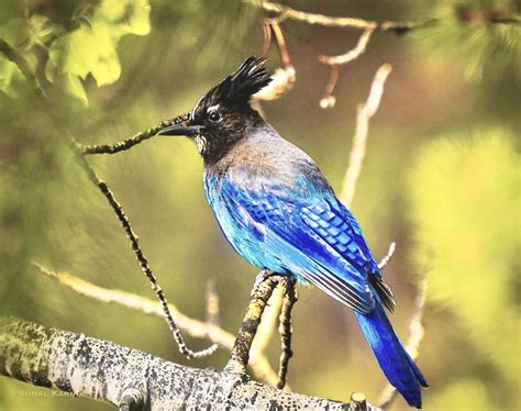 Stellers Jay Birdwatching