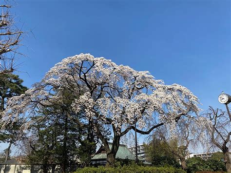 東京の桜、開花は14日。 Tokyo Farm And Surf Blog
