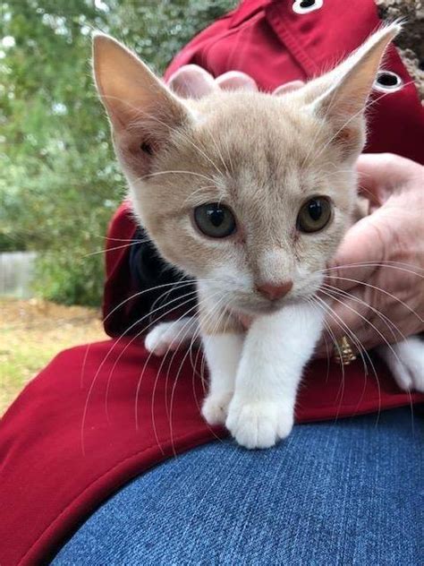 Thundering Paws Pet Adoption Center Inc Home Facebook