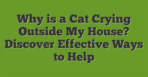 Why Is A Cat Crying Outside My House Discover Effective Ways To Help