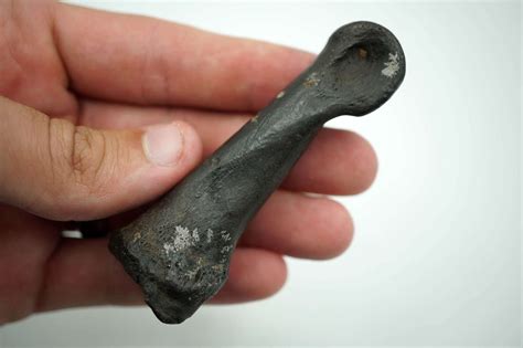 Fossil Camel Toe Bone For Sale Digging Science