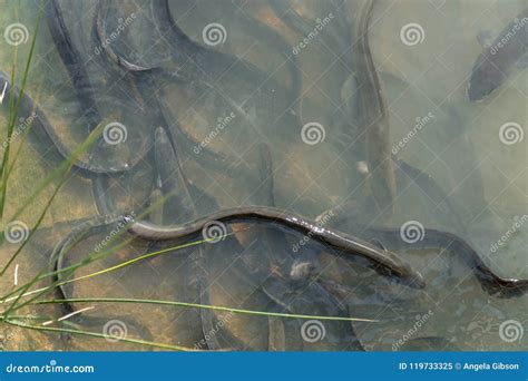 Shortfin Eels In Shallow Water Stock Image Image Of Nature Australia