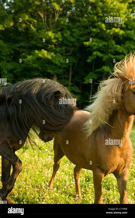Mare And Stallion Mating Hi Res Stock Photography And Images Alamy