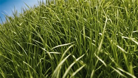 How Much Grass Seed Per Acre
