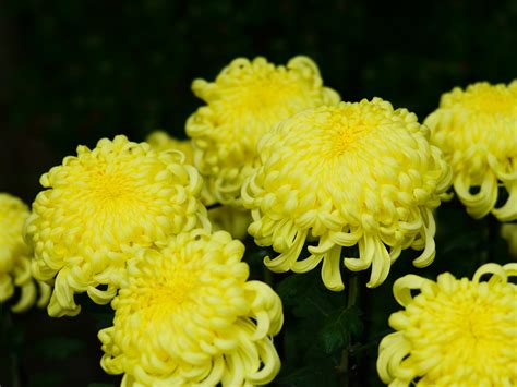キク（菊）｜無料写真素材ならフリー素材タウン