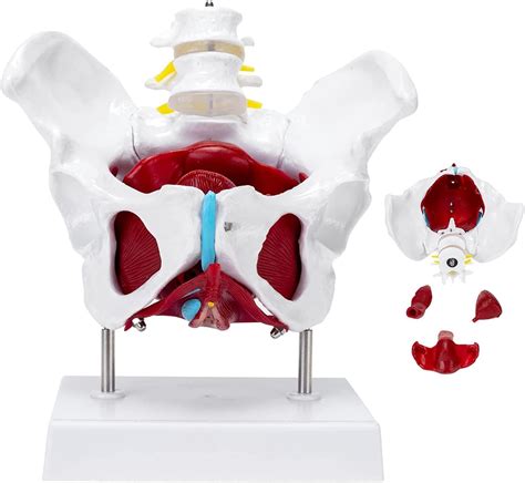Modelo de Pelvis anatomizada Pelvis Femenina con músculos y órganos del Suelo pélvico Modelo