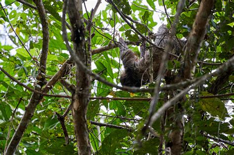 Linnaeuss Two Toed Sloth Choloepus Didactylus Also Southern Two Toed