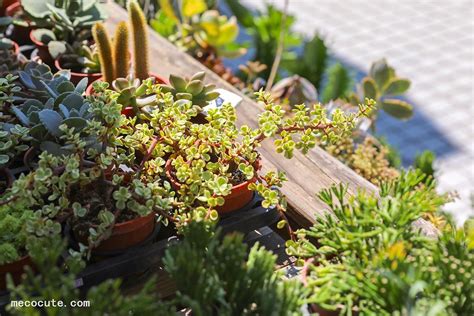 多肉植物手作課程：有肉 Succulent And T～森林寶盒，自己組一盆多肉植物吧！ 陳小可的吃喝玩樂