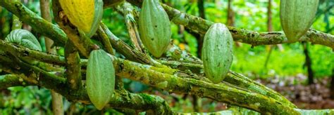 Implementing Regenerative Cocoa Farming In Nigeria