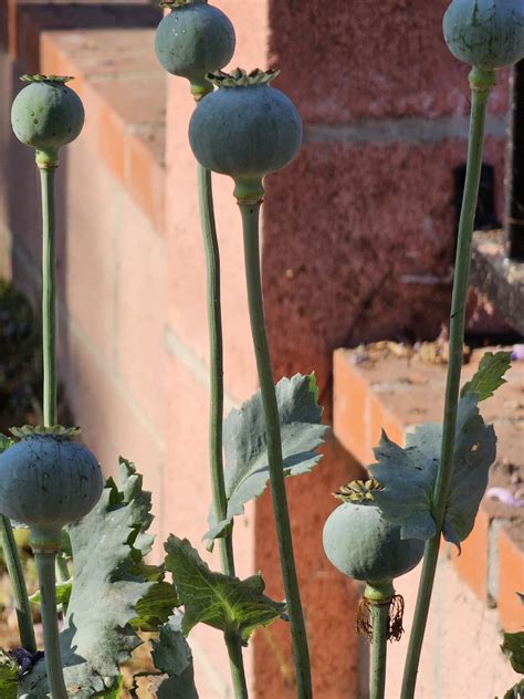 Bomb Flower Lol Rzeldatearsofkingdom