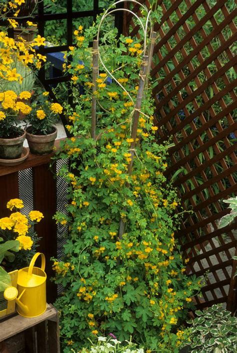 13 Best Annual Vines And Climbers Balcony Garden Web