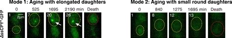 Figures And Data In Age Dependent Aggregation Of Ribosomal Rna Binding