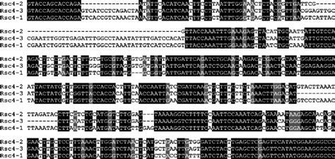 A Part Of The Cdna Sequence Alignment Of Candidate Resistance Genes