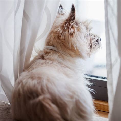 Pet Separation Anxiety Companion Oak Park