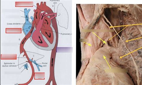 Embryological Development Key Terms And Definitions In Biology