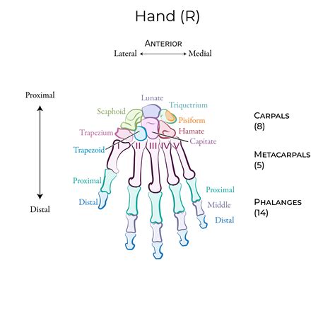 Gross Anatomy Glossary Upper Extremity Bones Ditki Medical