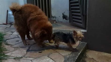 Cruzamento De Cachorro Com Cadela