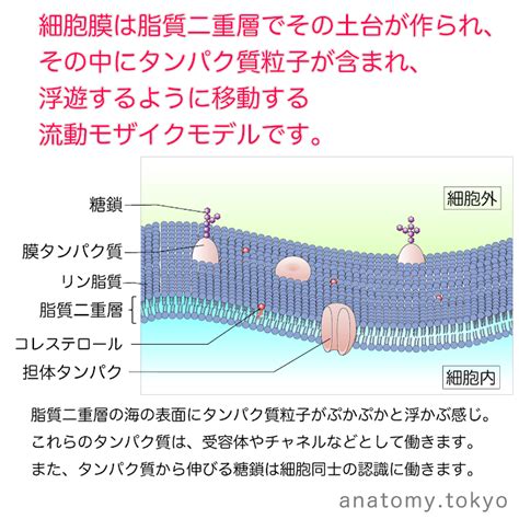【一問一答】111 人体の構成 細胞 1 細胞の構造 徹底的解剖学