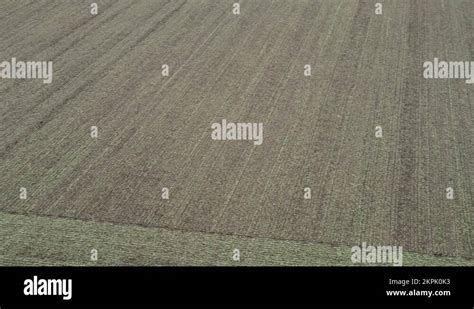 Fodder Crops Stock Videos And Footage Hd And 4k Video Clips Alamy