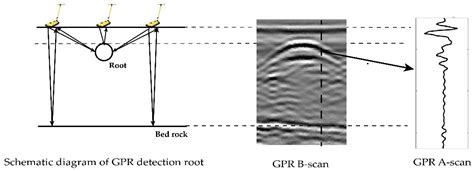 Root Location And Root Diameter Estimation Of Trees Based On Deep