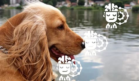 The Ultimate Guide To Training Your Cocker Spaniel Easy Spaniel Training