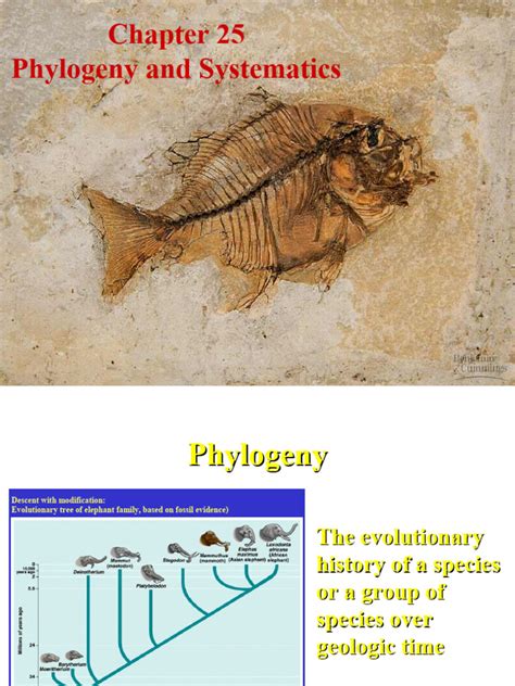Lecture 1 Phylogeny And Systematics Pdf Taxonomy Biology Fossil