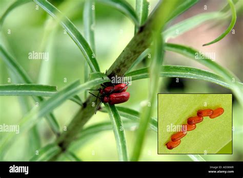 Copulating Red Lily Beetles Lilioceris Lilii On Lillium Regale With Eggs Inset Laid On Leaf